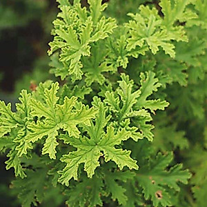 200 Pcs Citronella Plant Seeds Garden Home Plant Seeds