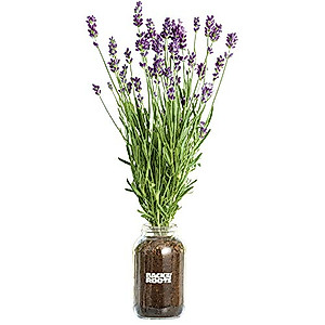 Back to the Roots Lavender Organic Windowsill Planter Kit - Grows Year Round, Includes Everything Needed for Planting
