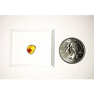 Natural Baltic Amber Fossil with Insect Inside - Beautiful Museum Grade Specimen