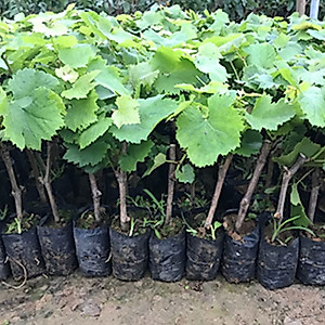 Grape Vine Live Plant Seedling,14-17inch Height Sweet Excellent Flavored"Shine-Muscat Grape" Green Grape Large Clusters On Vigorous Growing Vines Great for Home and Garden Yards Planting