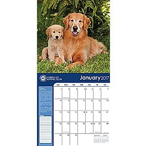American Kennel Club Golden Retrievers 2017 Wall Calendar