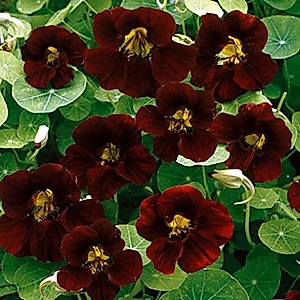 Outsidepride Tropaeolum Nasturtium Black Velvet Climbing Flowering, Dwarf Plants - 200 Seeds