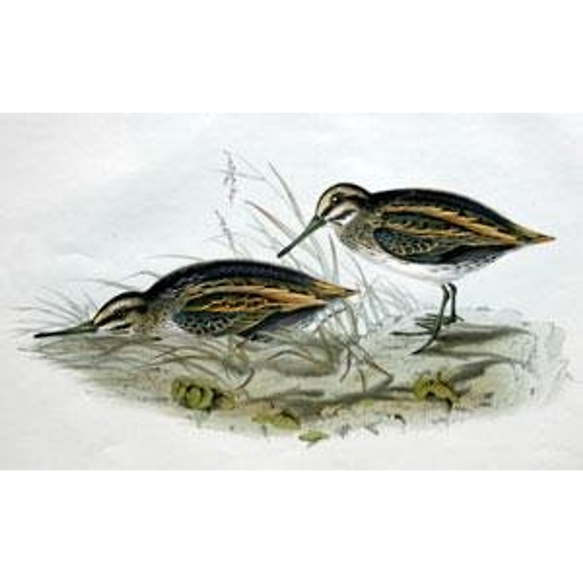 Jack Snipe - Scolopax Gallinula; (Linn)