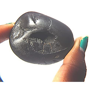 Sarovattam Narayan Purushottam Maha Vishnu Shaligram Nepal Kali Gandaki