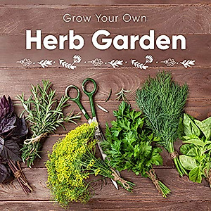 9 Herb Garden Seeds for Planting - USDA Certified Organic Herb Seed Packets - Non GMO Heirloom Seeds - Plant Markers & Gift Box - Tulsi Holy Basil, Cilantro, Mint, Dill, Sage, Arugula, Thyme, Chives