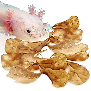 SunGrow 50 Pack Axolotl Indian Almond Leaves for Aquarium, 2-Inches, Catappa Leaf Soothes Pet’s Slime Skin, Aquarium Water Conditioner Leaves Improves Tank Water Quality, Speeds Up Recovery Process