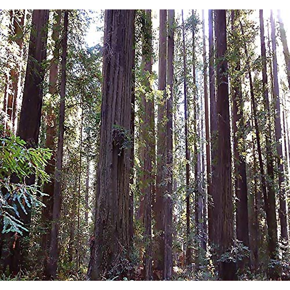 Cedar, Dogwood, Pine, Redwood, Spruce, Tree Seed by MySeeds.Co, You Choose The Color n Quantity (1 Pack, California Redwood - Big Pack)