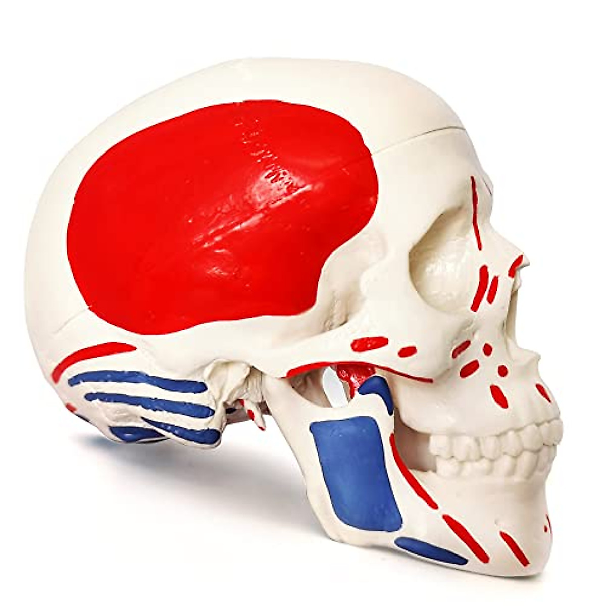 Mini Human Skull Model W/Muscle Insertion and Origin Painted, 3 Parts Palm-Sized Anatomy Skull Model with Removable Skull Cap & Full Set Teeth, School Teaching-Learning Tool