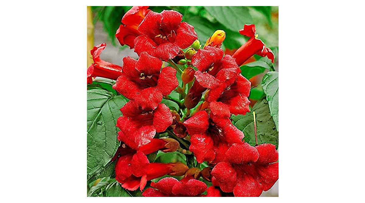 Grow Red Trumpet Vine: Attract Hummers, Easy Privacy Screen