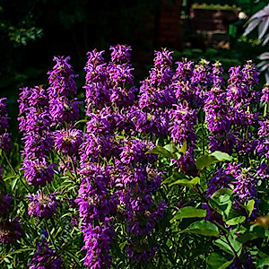 Outsidepride Monarda Citriodora Lemon Mint Bee Balm Plant Herb Garden Plants & Flowers - 5000 Seeds