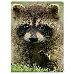 HommomH Raccoon Blanket Animal Pattern Digital Print Fleece Throw Cute Little Raccoon 60"x80"