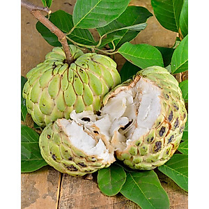 3 Sugar Apple Trees Plants Na Dai 8 Inc Tall for Planting Ornaments Perennial Garden Simple to Grow Pots Gifts