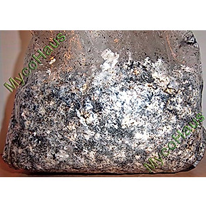 MycoHaus 10 Pounds Sterilized Compost Mushroom Substrate