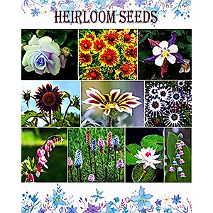 Rare 500 Pcs Mixed Zinnia - California Giant Flower Seeds Bonsai Decoration-Non GMO