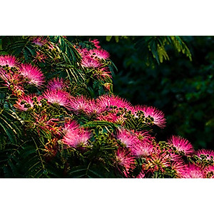 20+ Pink Albizia Julibrissin Tree Flowers Seeds Acacia Mimosa Home Bonsai