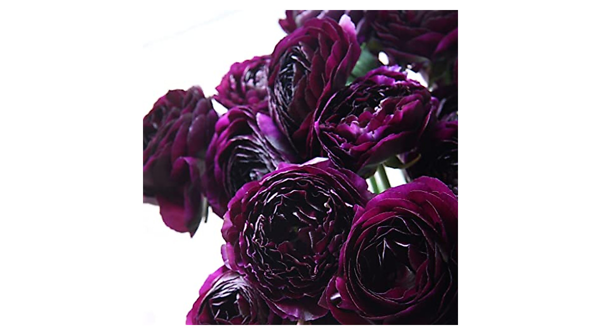 Violet Ranunculus Bulbs | 100 Purple Flowers for Cut & Garden