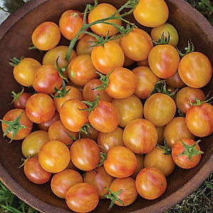 Burpee 'Sunrise Bumble Bee' | Yellow/Orange Tasty Cherry Tomato | 25 Seeds
