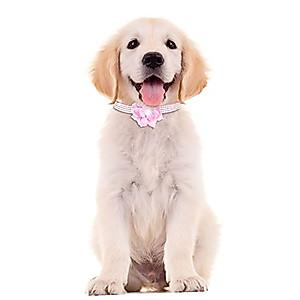 Matching Collar and Bracelet Male Dog 2 Adjustable Sizes Personalized Rhinestone Flower Tie Cotton Girls Cat Collar with Metal Buckle Puppy Collars for Cat Pet Gift