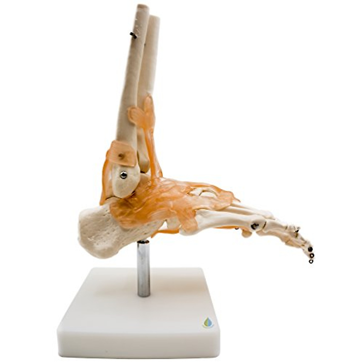 Foot Joint Model with Ligaments,Kouber Human Anatomical Model,Life Size,Height 11"