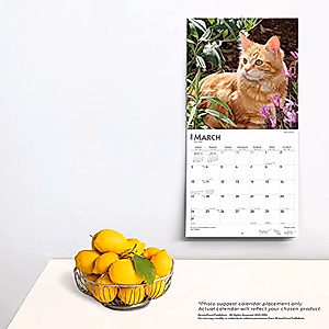 Ginger Cats | 2024 12 x 24 Inch Monthly Square Wall Calendar | BrownTrout | Animals Kittens Feline Pets