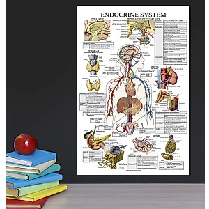 Laminated Endocrine System Anatomical Chart - Endocrine Anatomy Poster (18 x 27)