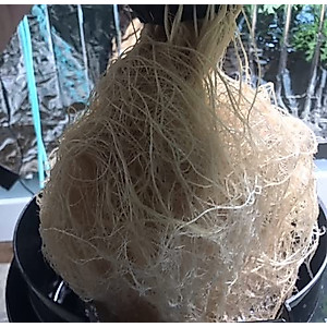 Hydrobucket for Deep Water Culture Gardens Used in Hydroponic Indoor Gardens. (2)