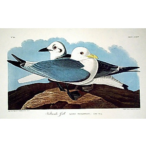 Kittiwake Gull. From"The Birds of America" (Amsterdam Edition)
