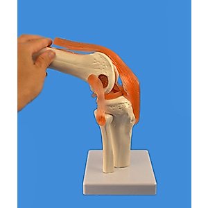 Wellden Product Anatomical Human Knee Joint Model, w/Ligaments, Functional, Life Size