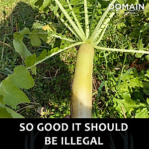 Domain Outdoor Illicit Food Plot Seeds, Fast Growing Variety of Deer Radish, Perfect Seed for Spring, Summer or Fall, Leafy Greens, Sugar-Filled Tap Root, Up to 8 Tons of Forage Per Acre, 1/2 Acre