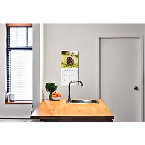 2023 2024 Keeshond Calendar - Dog Breed Monthly Wall Calendar - 12 x 24 Open - Thick No-Bleed Paper - Giftable - Academic Teacher's Planner Calendar Organizing & Planning - Made in USA