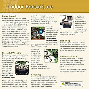 Brussel's Bonsai Live Dwarf Jade Indoor Bonsai Tree-3 Years Old 4" to 6" Tall with Decorative Container, Small