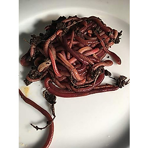 Red Wiggler Composting Worms - 1 Pound