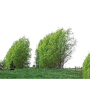 100 Hybrid Willow Tree Plant - Austree Cuttings Grow 12 Feet 1st Season - Create Instant Privacy Fence Hedge Fast Shade- Live Trees Fast Growing - Twigz Nursery