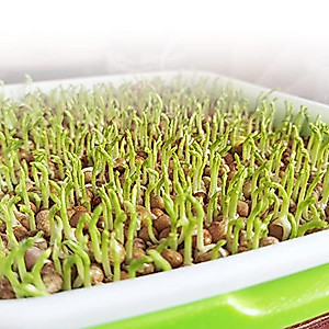 SDLDEER Seed Sprouting Tray, 5 Packs Microgreens Growing Trays Big Capacity Sprouts Growing Kit Soil-Free Sprouter Tray for Sprouting Seeds, Beans, Wheatgrass