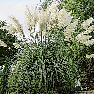 Outsidepride Perennial White Cortaderia Selloana Tall Pampas Grass Plants - 1000 Seeds
