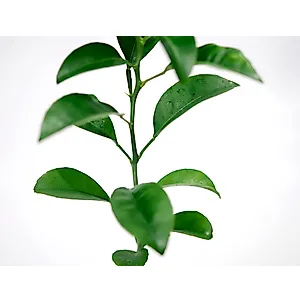 Satsuma Mandarin Tree - XL. Citrus unshiu. 6" - 10"