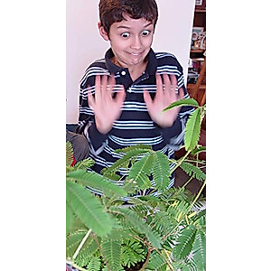 Zombie Plant Greenhouse Grow KIT- (Touch It and It Plays Dead!) Unique Nature Kit- Grow a Fun House Plant That Plays Dead When You Touch It! Comes Back to Life in Minute. Unique Christmas Gift Idea