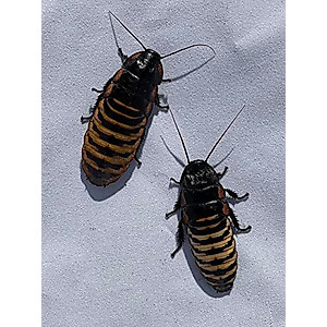 Honeybees100 Tiger Hissing Cockroach Adult Breeding Pair of (Gropmphadorhina grandidieri)