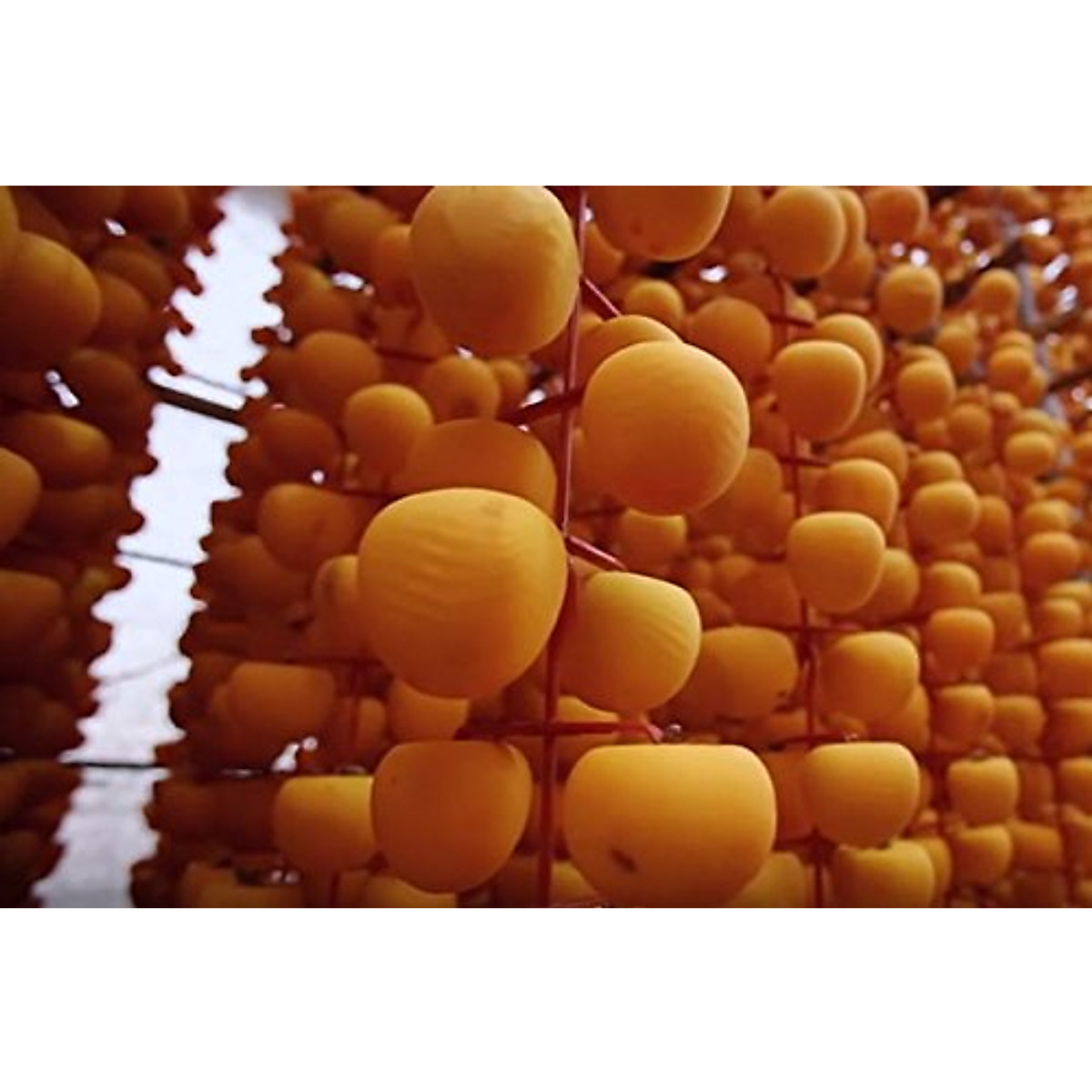 GWU ESSENTIAL Persimmon air Dry Hanger Hooks - 1 Pack - 5 Hangers -Can Hold 50 Fruits - Made in Japan