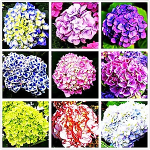 Hydrangea Macrophylla Seed Bonsai Flower Plant Four-Season Blossoms - 50 Pcs Seeds