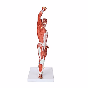 Miniature Muscular System Model, 20” Human Muscle Model, Body Muscle Figure Anatomy Model with Structure of the Body, Anatomy and Physiology Model, Detailed Product Manual, Made by Axis Scientific
