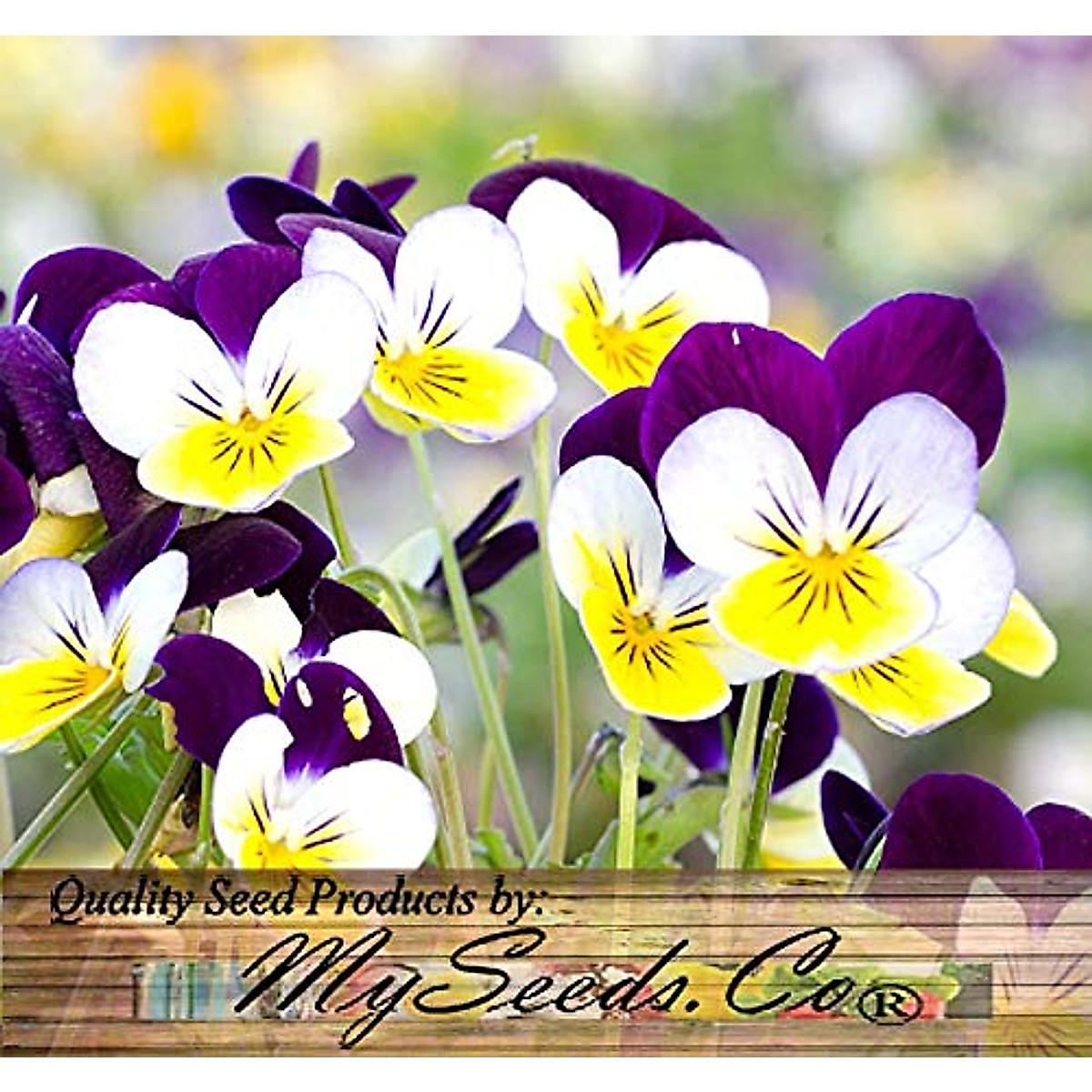 MySeeds.Co Big Pack - Johnny Jump Up Flower Seeds (20,000 Seeds) - Viola cornuta 'Helen Mount' - Edible Flower Seeds (Big Pack - Johnny Jump Up)
