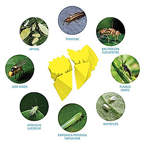 15 pcs Gnat Traps for House Indoor, Fungus Gnat Sticky Traps for Plants, Sticky Traps for Gnats - Plant Sticky Traps for Bugs, Sticky Fly Traps for Plants Trap Fungus Gnat, Fruit Fly and Other Insects