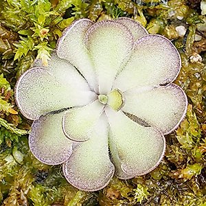 Pinguicula Cyclosecta Seeds Mexican Pinguicula Seeds Mexican Butterworts Tropical Containers Balcony Plant Indoor Outdoor by YEGAOL Garden 25Pcs