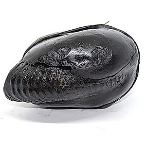 RUDRADIVINE Rudra Divine Natural Shaligram Stone/Shila AAA Quality for Home & Office from Gandaki River Nepal