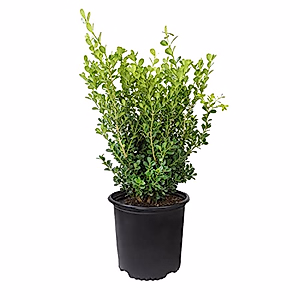Buxus Japonica Plant (1G), Boxwood Shrubs Live in Planters for Outdoor Plants Live Evergreen Trees Live Plants, Live Outdoor Plants Potted Plants Live Outdoor, Live Trees Live Plant by Plants for Pets