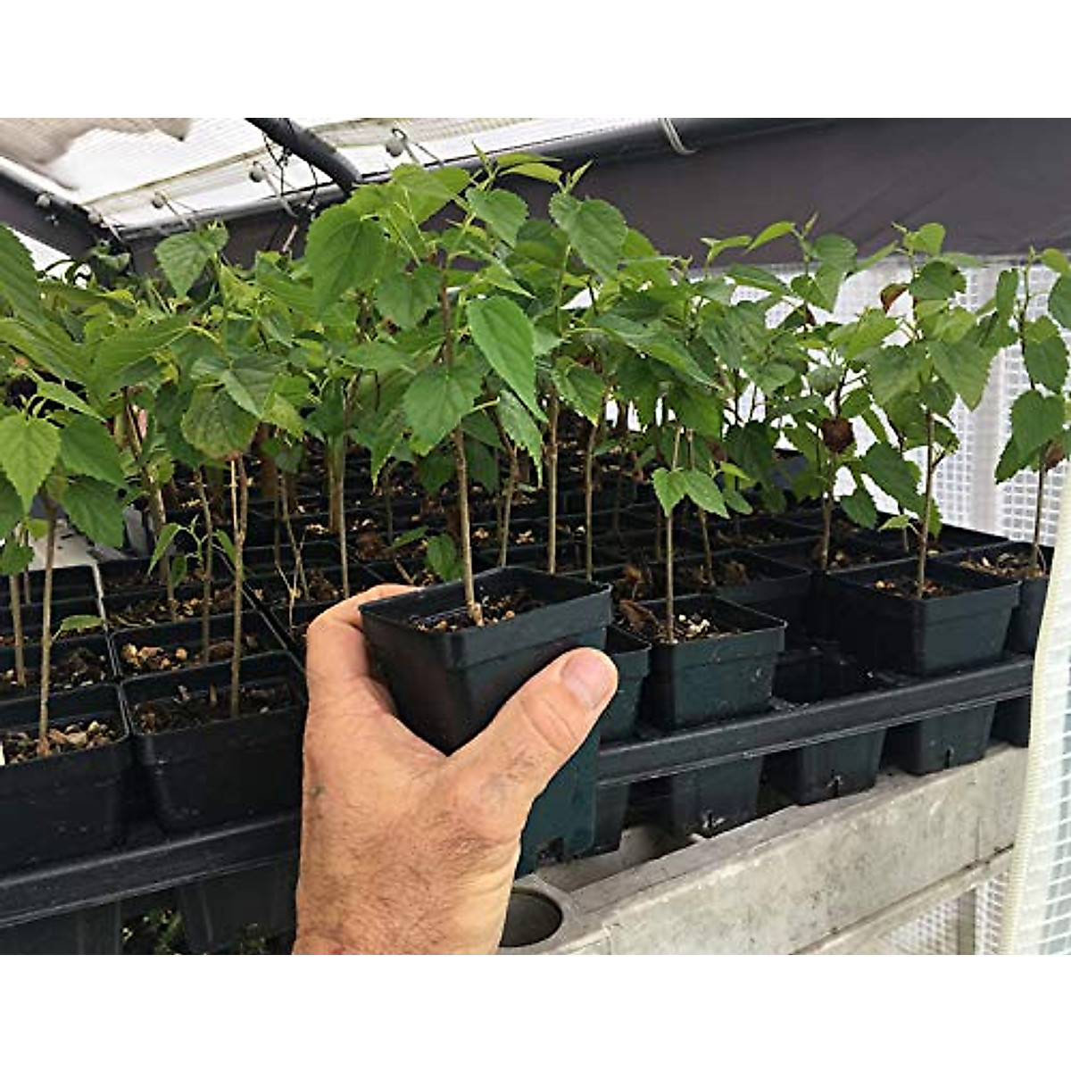 Dwarf Everbearing Mulberry Plant - Morus nigra - Live Plant