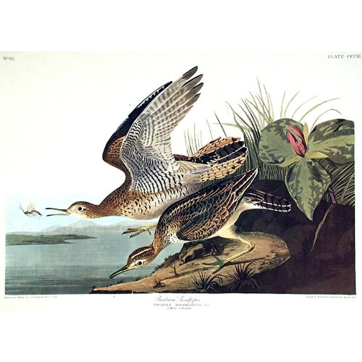 Bartram Sandpiper. From"The Birds of America" (Amsterdam Edition)