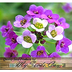 BIG PACK - (60,000+) Alyssum Royal Carpet Seeds - Fragrant Lobularia maritima - Attracts Honey Bees, Butterfly - Ground Cover for Zones 3+ Flower Seeds By MySeeds.Co (Big Pack - Alyssum Royal Carpet)