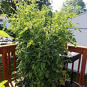 MTB Metal Garden Stakes 71 Inches, Steel Plant Stakes, Pack of 25, with Universal Buckles for DIY